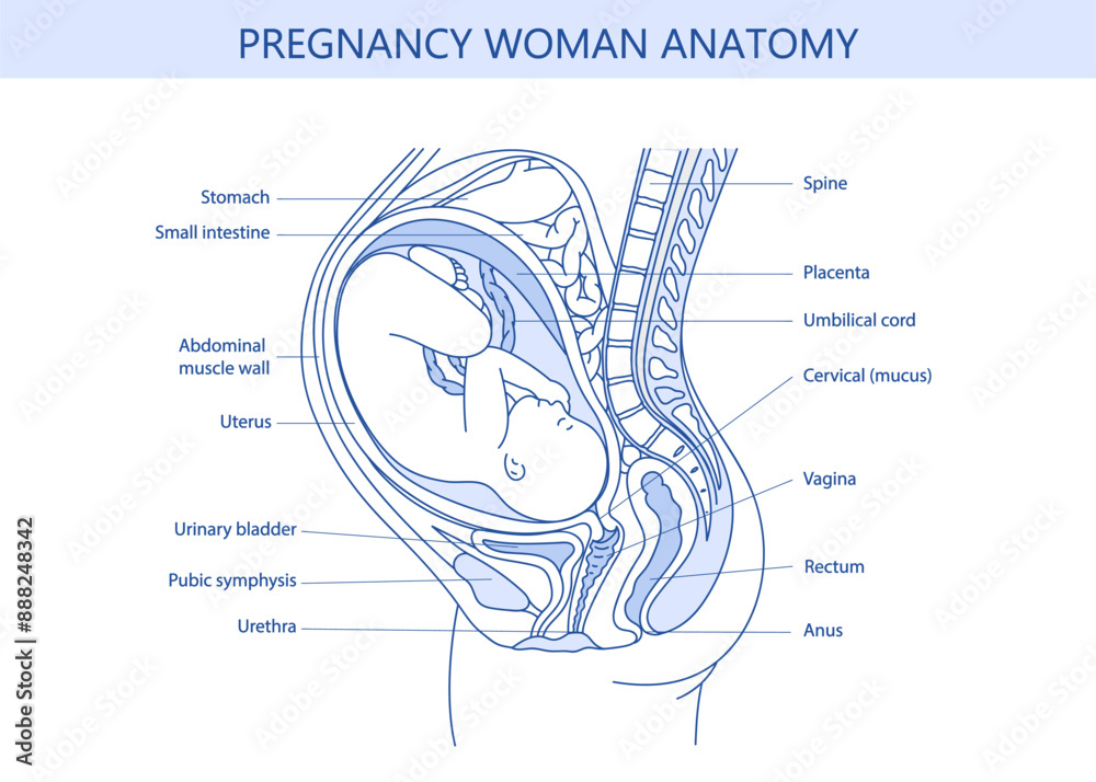 Fetus in utero. Diagrams of pregnant women. Anatomy of a pregnant woman. vector illustration ...