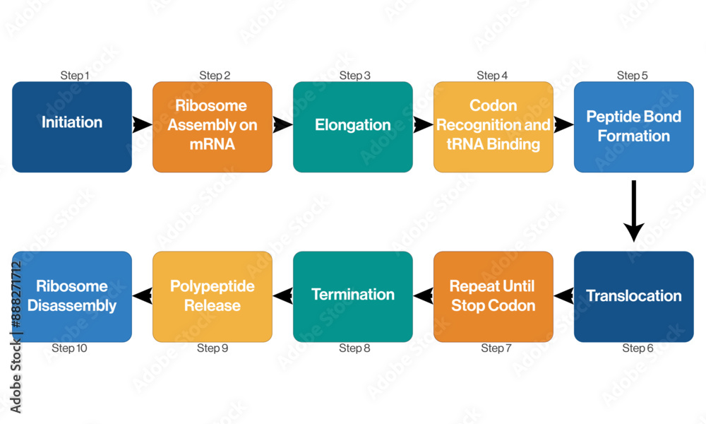 Poster Vector Diagram of DNA Translation Pathway, Brief Flowchart for ...