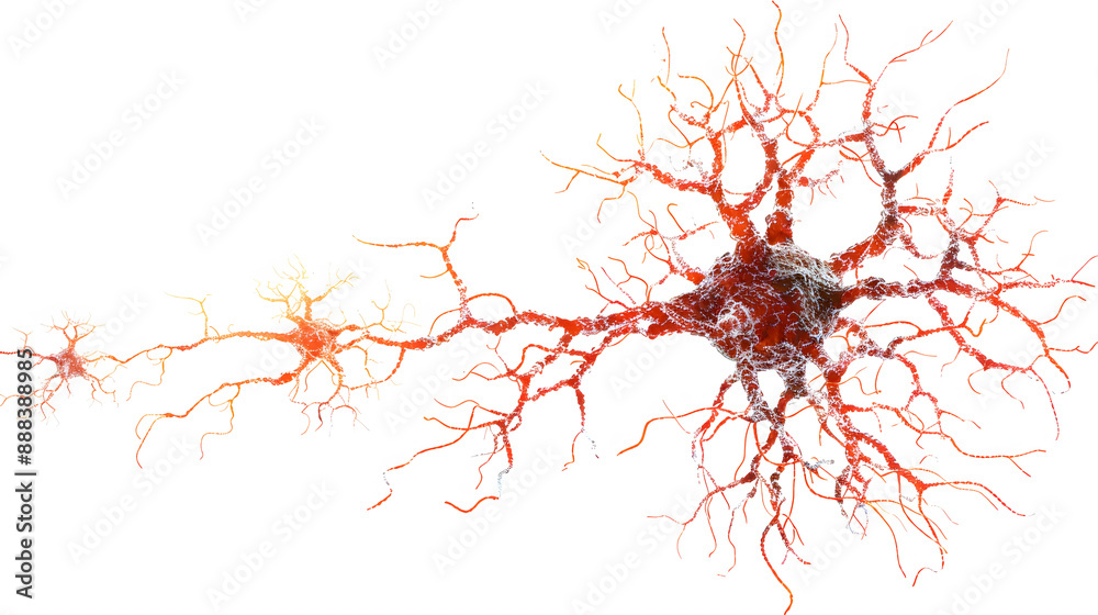 als, amyotrophic lateral sclerosis isolated on white background, space ...