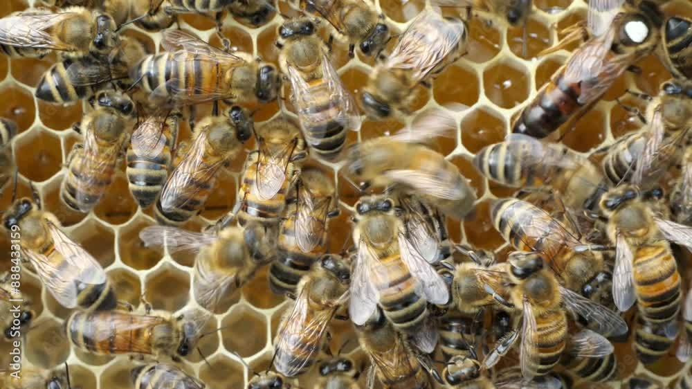 Queen bee labeled on the back. To make it easier to spot the Queen ...
