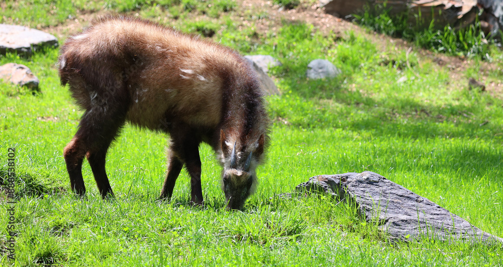 Japanese serow Capricornis crispus is a Japanese goat-antelope, an even ...