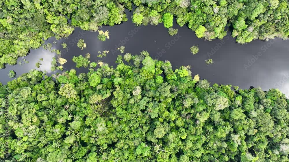 Amazon Rainforest At Manaus Amazonas Brazil. Amazon Rainforest Showing ...