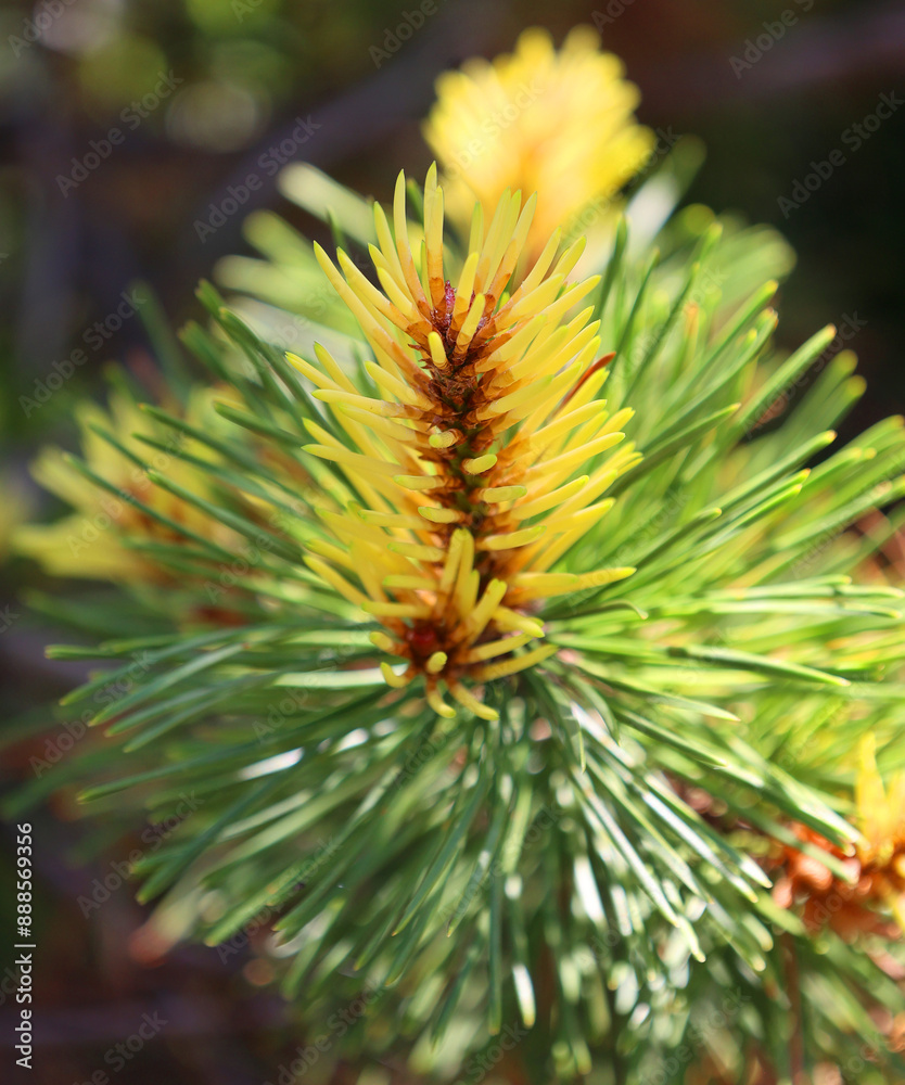 Pinus contorta, with the common names lodgepole pine and shore pine ...