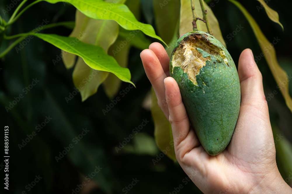 Someone hand holding a damaged mango caused of squirrel bite it ...