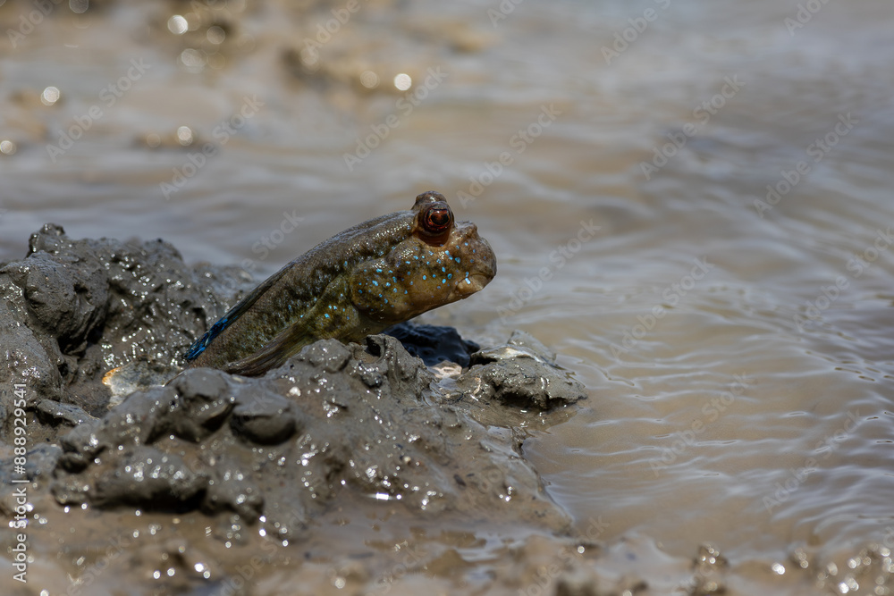 Mudskipper (Periophthalmus barbarus), emerging from its cave in the mud ...