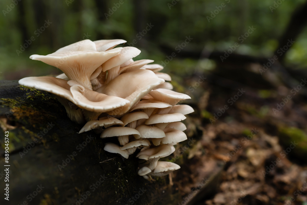 Group of flavorful Pleurotus ostreatus mushrooms colonizing a moss and ...