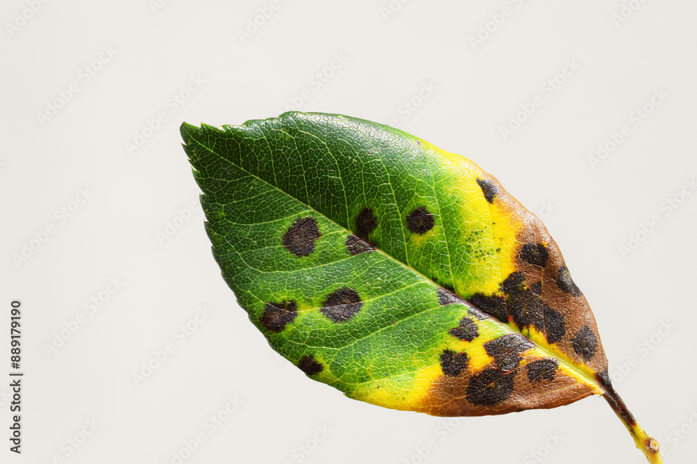 Rose leaf with symptoms of fungal disease, close up view. Black spot of ...