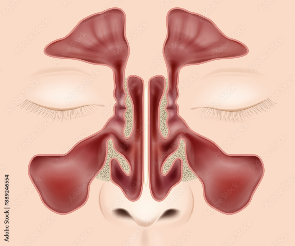 Nasal sinuses anatomy medical vector illustration. Nose anatomy ...