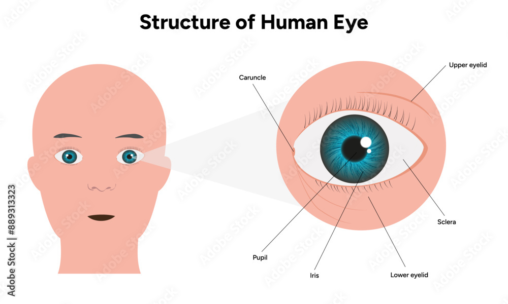 Human eye anatomy medical diagram with eyelid and optic nerve Stock ...