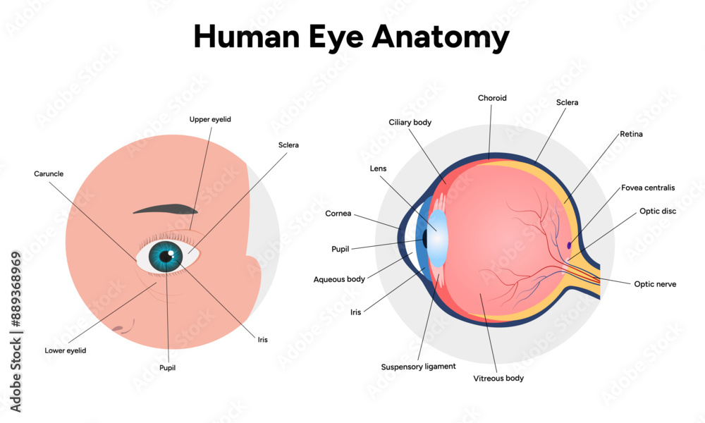 Human eye anatomy medical diagram with eyelid and optic nerve Stock ...