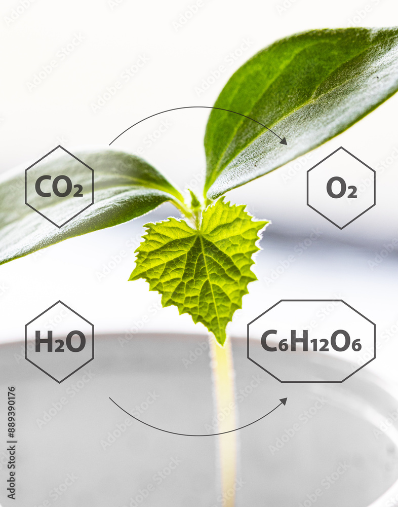 Diagram illustrating the process of photosynthesis, where green leaves ...