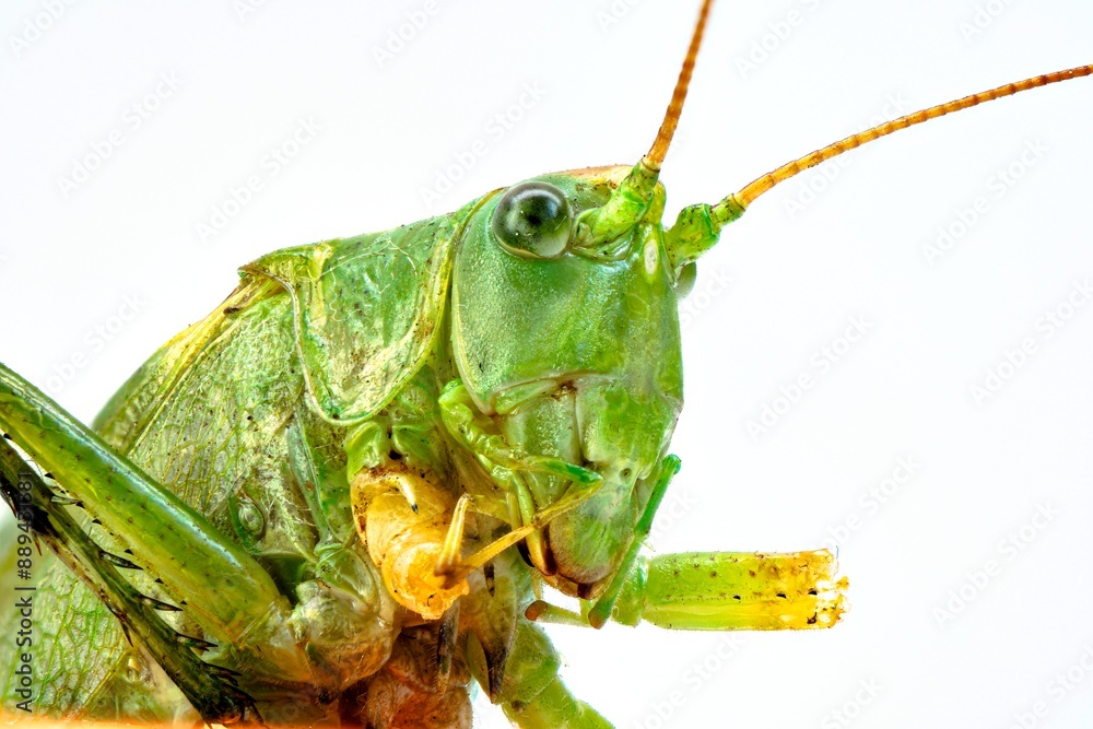 Extremely close up photo of green grasshopper. Detailed profile of ...