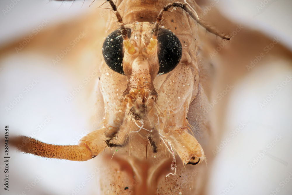 Extremely close up photo of mosquito. Tipulidae crane fly. Detailed ...