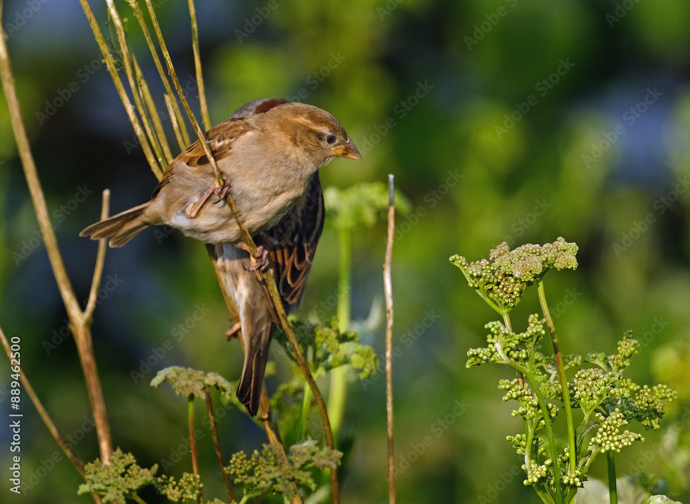 The house sparrow is a bird of the sparrow family Passeridae, found in ...