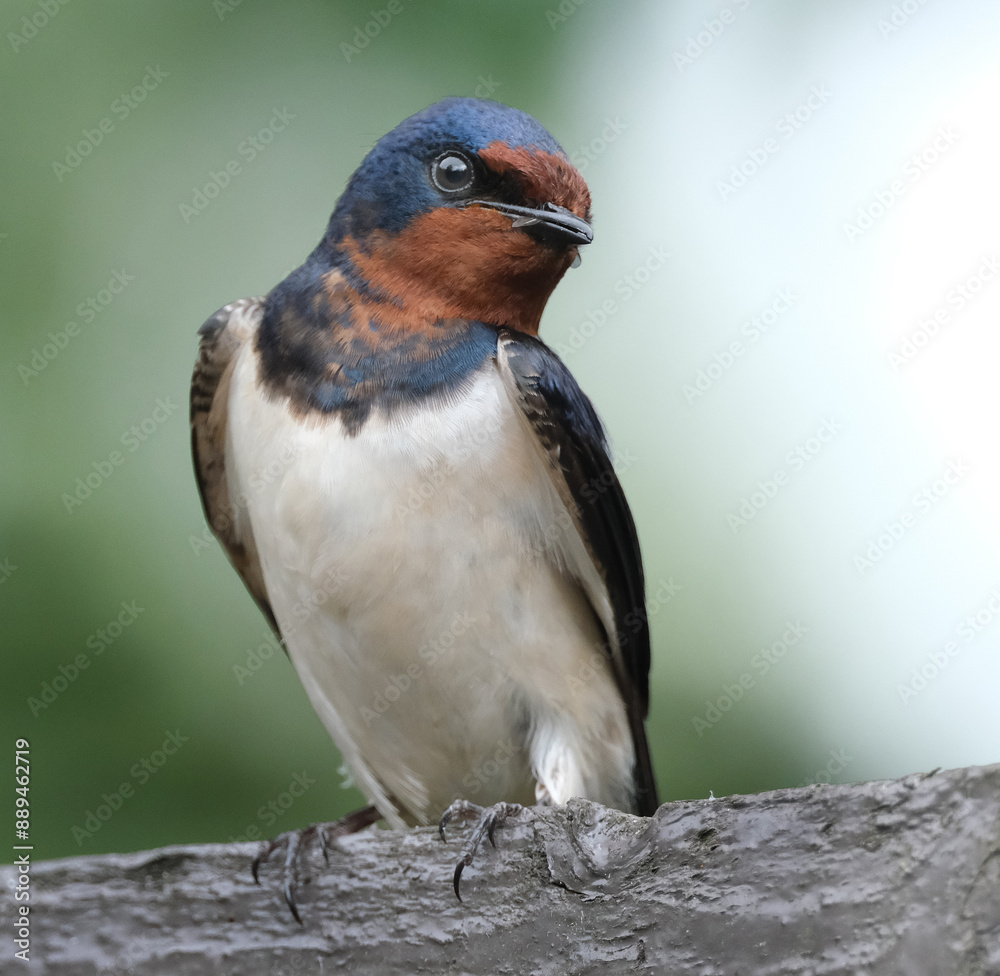 The swallows, martins, and saw-wings, or Hirundinidae are a family of ...
