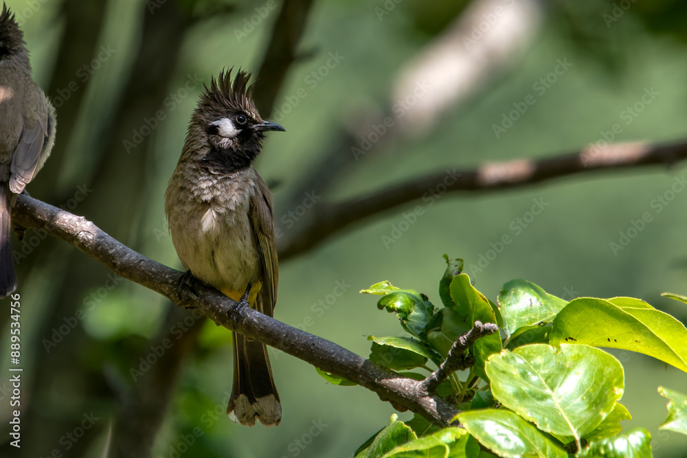 Himalayan bulbul (Pycnonotus leucogenys), or white-cheeked bulbul, in ...
