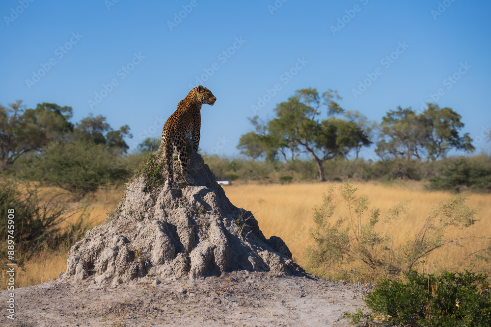 Africa wildlife. Panthera leopard, Panthera pardus, levhart, predator ...