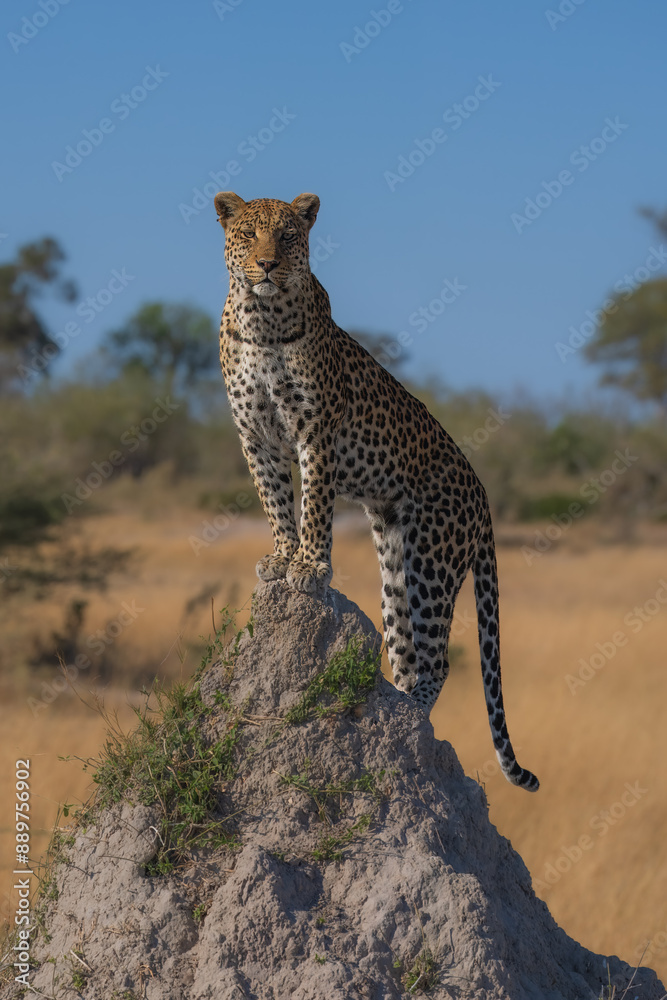 Africa wildlife. Panthera leopard, Panthera pardus, levhart, predator ...