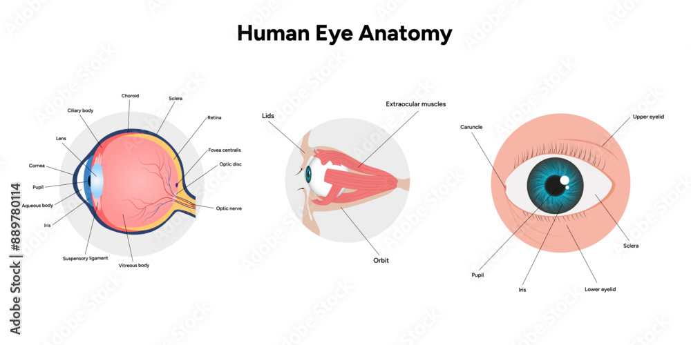 Human Eye Anatomy, medical diagram, Structure of human eye Stock Vector ...
