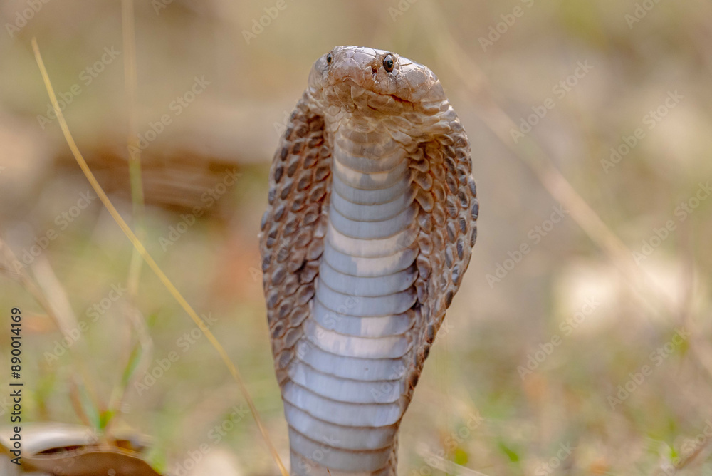 The Central Indian spectacled cobra, distinguished by its hood markings ...