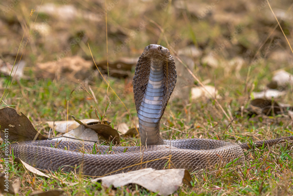 The Central Indian spectacled cobra, distinguished by its hood markings ...