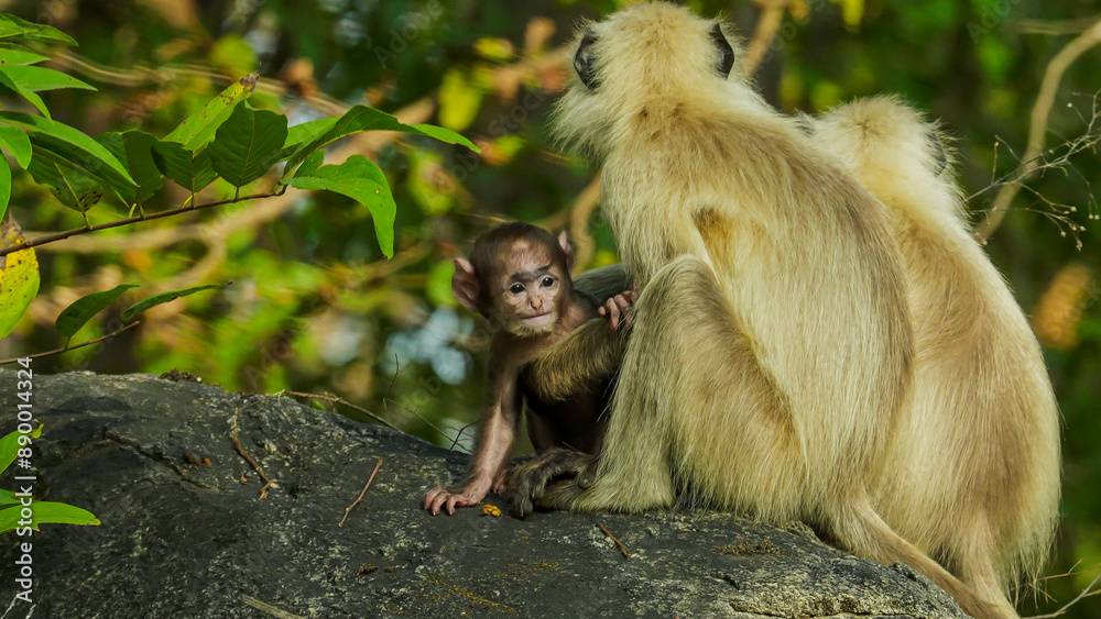 Langur monkeys are protective of their young, often seen cradling or ...