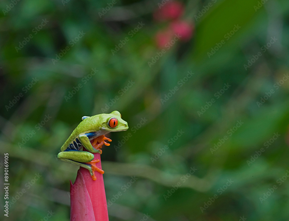 red eyed tree frog or gaudy leaf frog or Agalychnis callidryas a ...