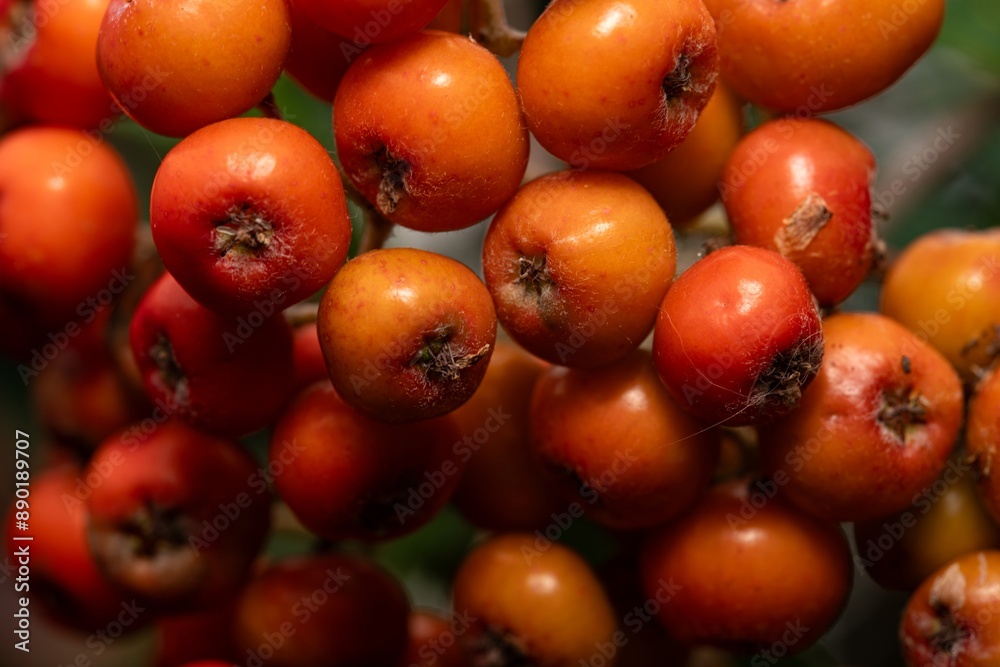 European Mountain Ash tree. With bright orange berries summer growth ...
