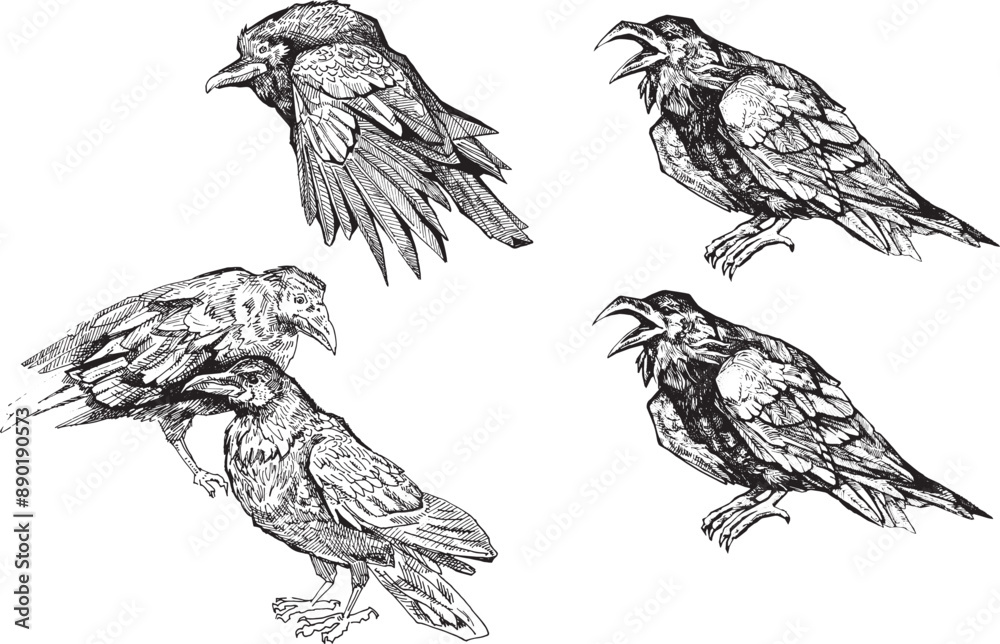 Set Realistic Line art raven white crow animal illustration coloring ...