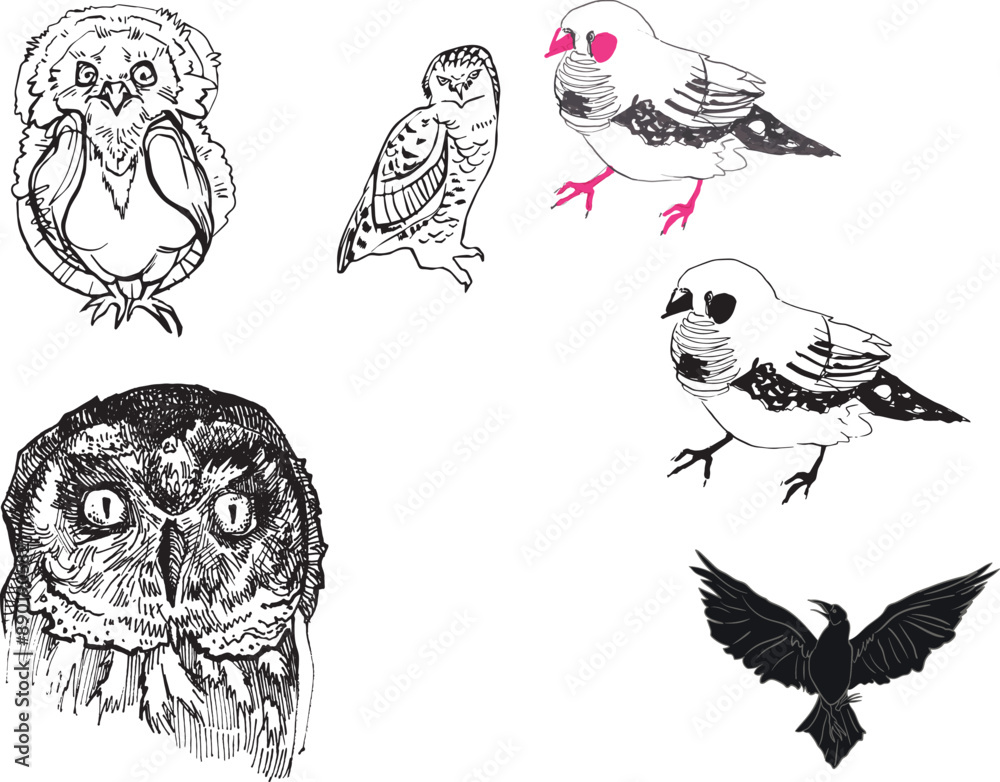 Set Line Clip Art Birds coloring book page various illustration cute ...