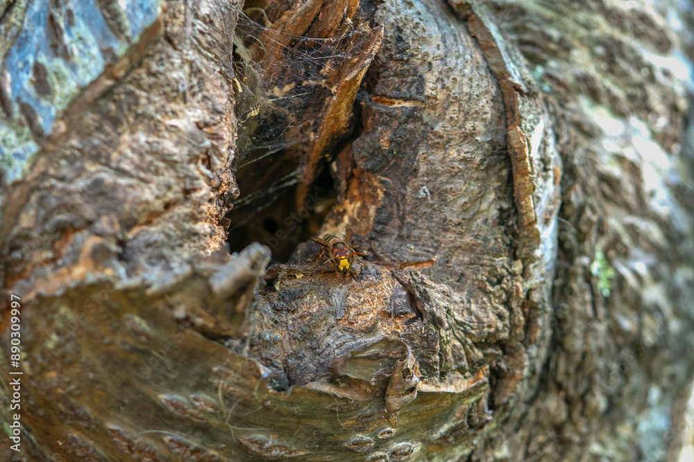 Galician Wasp in Tree Holes: Wildlife in its Natural Habitat Stock ...