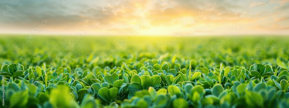 Nutrient-dense clover hay for livestock feeding, clover hay feed ...