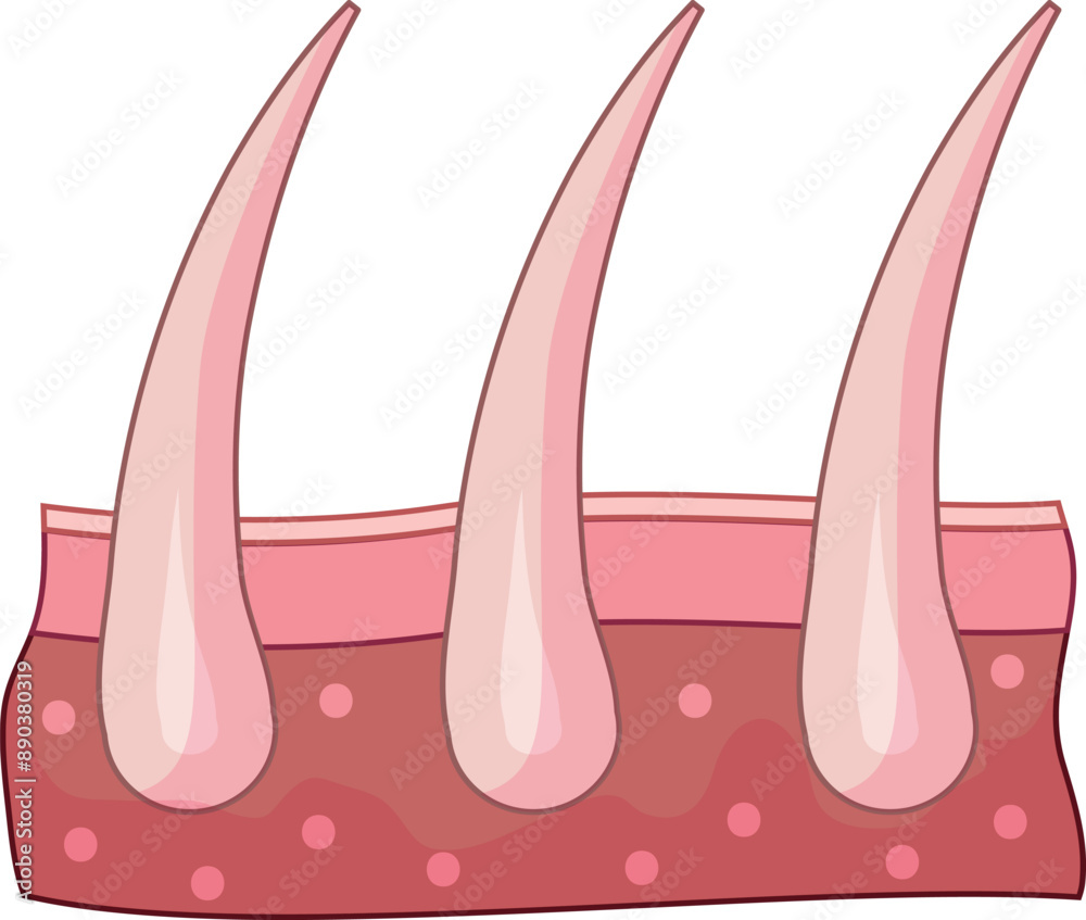 Cross section of human skin showing three hairs growing from follicles ...