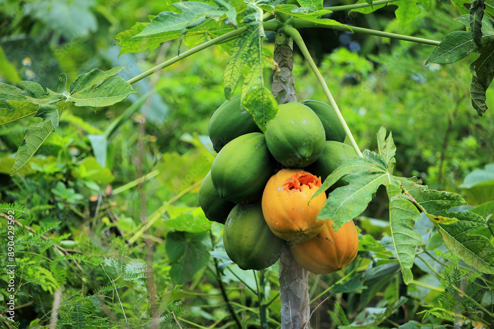 Cluster of Green and Ripe Papayas on a Tropical Tree Amidst Lush Green ...