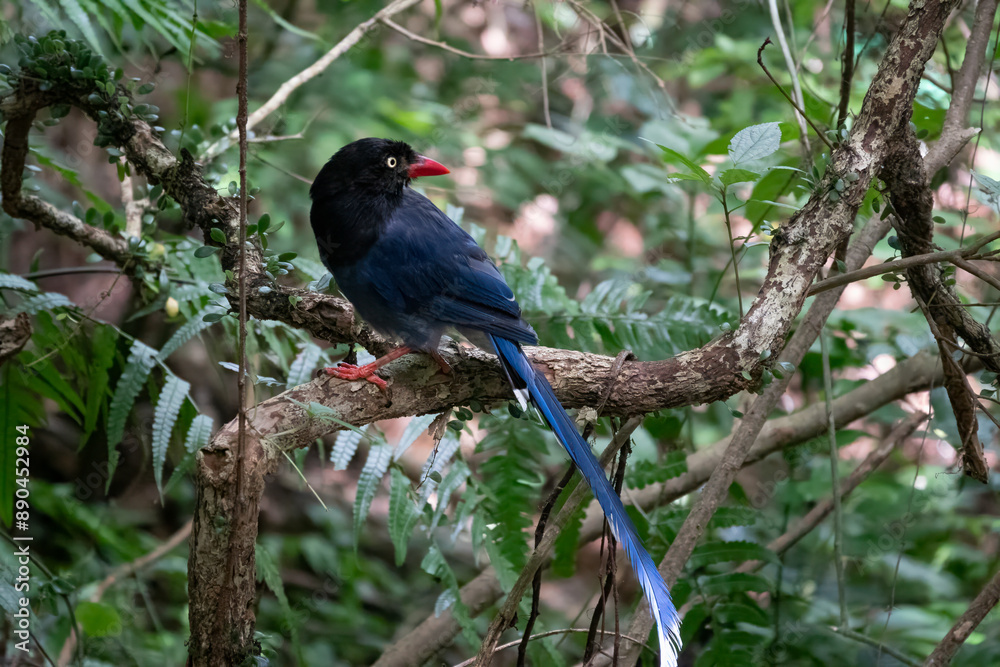 The Taiwan blue magpie (Urocissa caerulea), also called the Taiwan ...