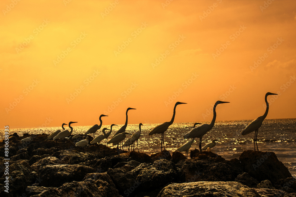 Garzas mirando hacia el horizonte Stock Photo | Adobe Stock