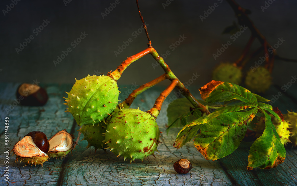 Chestnut branches with prickly fruits. The prickly skin of the chestnut ...