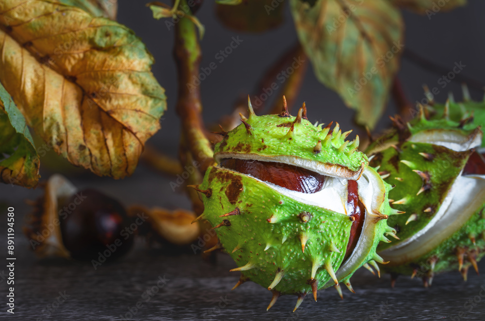 Chestnut branches with prickly fruits. The prickly skin of the chestnut ...