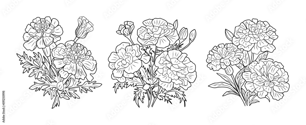 Set of Marigold, October birth month flower outline drawings. Modern ...