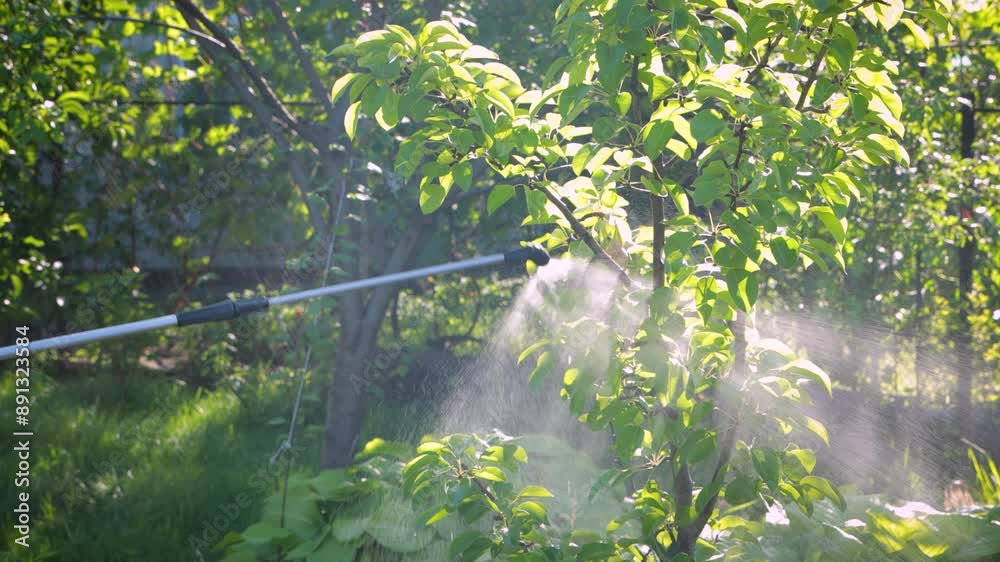 spraying trees with insecticides to protect plants from insect pests ...