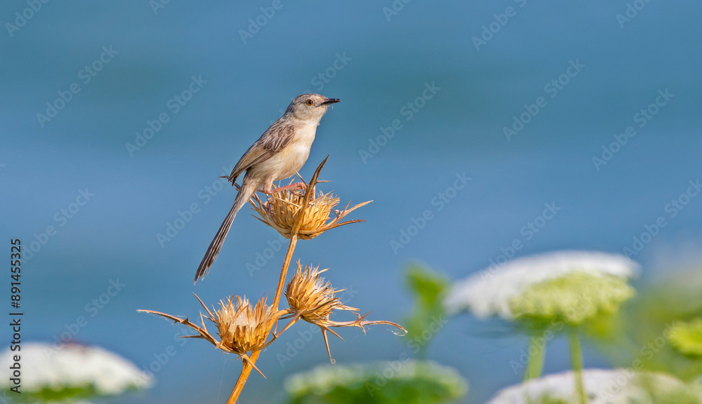 Delicate prinia (Prinia lepida) is a songbird living in the ...