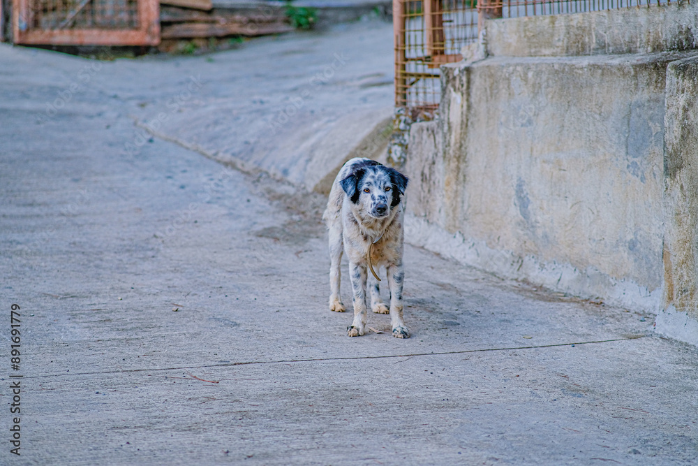 Cute dog Spot in the streets of Baguio City Philippines. Stock Photo ...