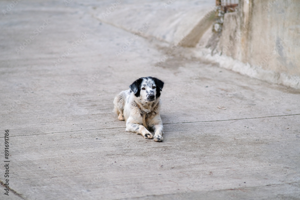Cute dog Spot in the streets of Baguio City Philippines. Stock Photo ...