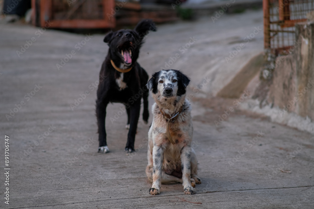 Cute dogs Spot and Max sitting in the streets of Baguio City ...