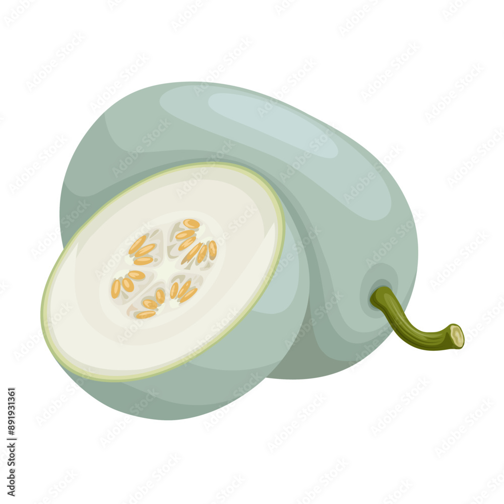 Vector illustration, Wax gourd or Benincasa hispida, also called ash ...