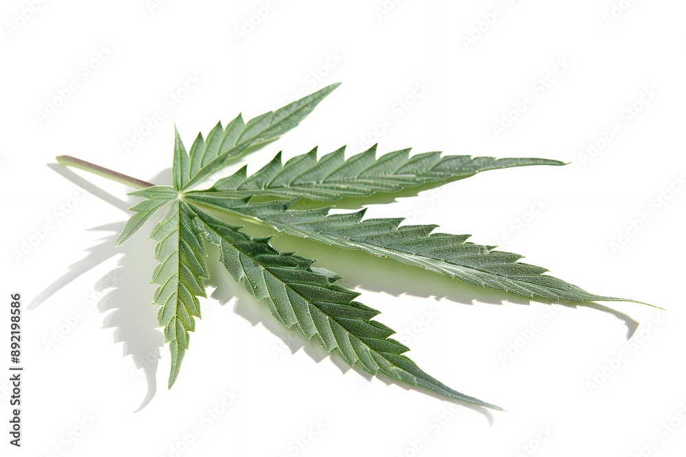 cannabis leaf with shadow on white background, high resolution ...