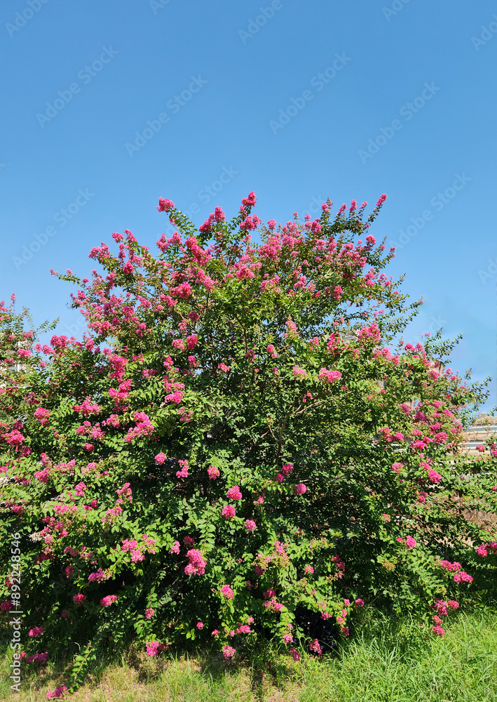 A tree of the crape myrtle (Lagerstroemia indica) blooming in July in ...