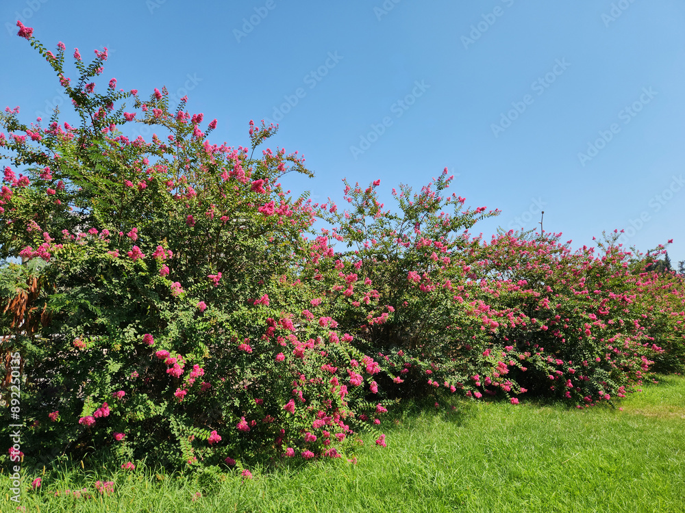 Trees of the crape myrtle (Lagerstroemia indica) blooming in a city ...
