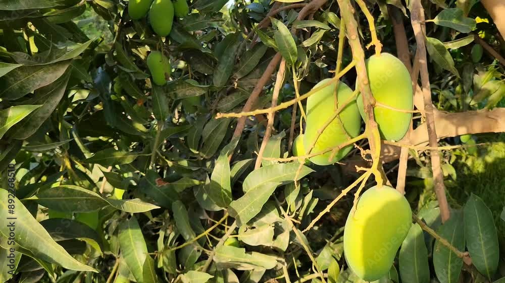 A bunch of mango with blur leaf background. Young mango. Bunch of green ...
