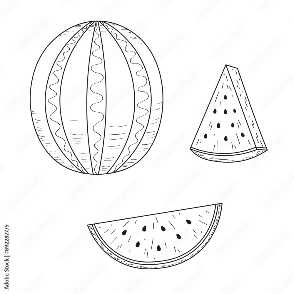 Watermelon ink sketch. Hand drawn vector black and white illustration ...